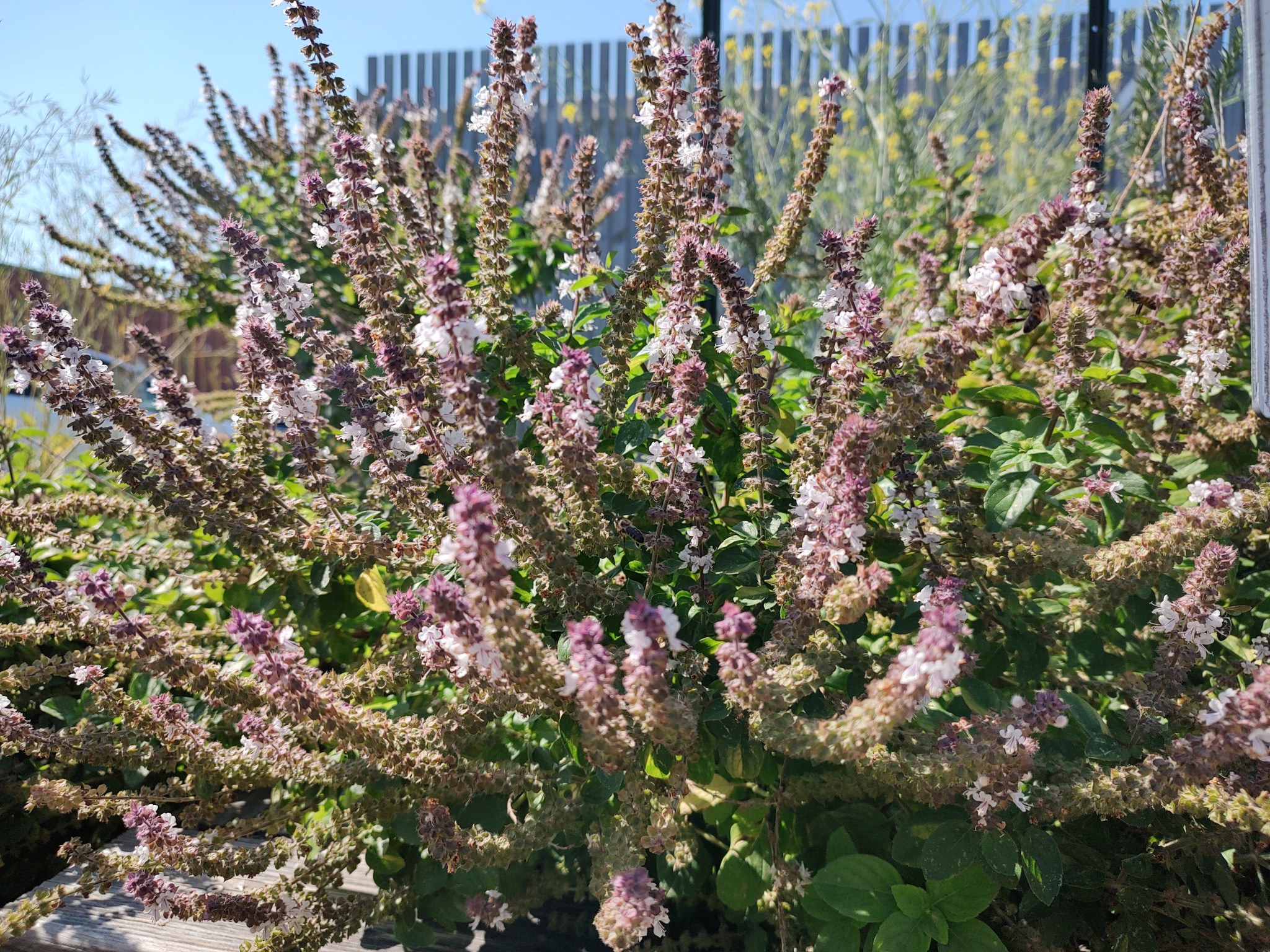 Our Tour of 4Roots Farm Development Site – Angle & Perspective