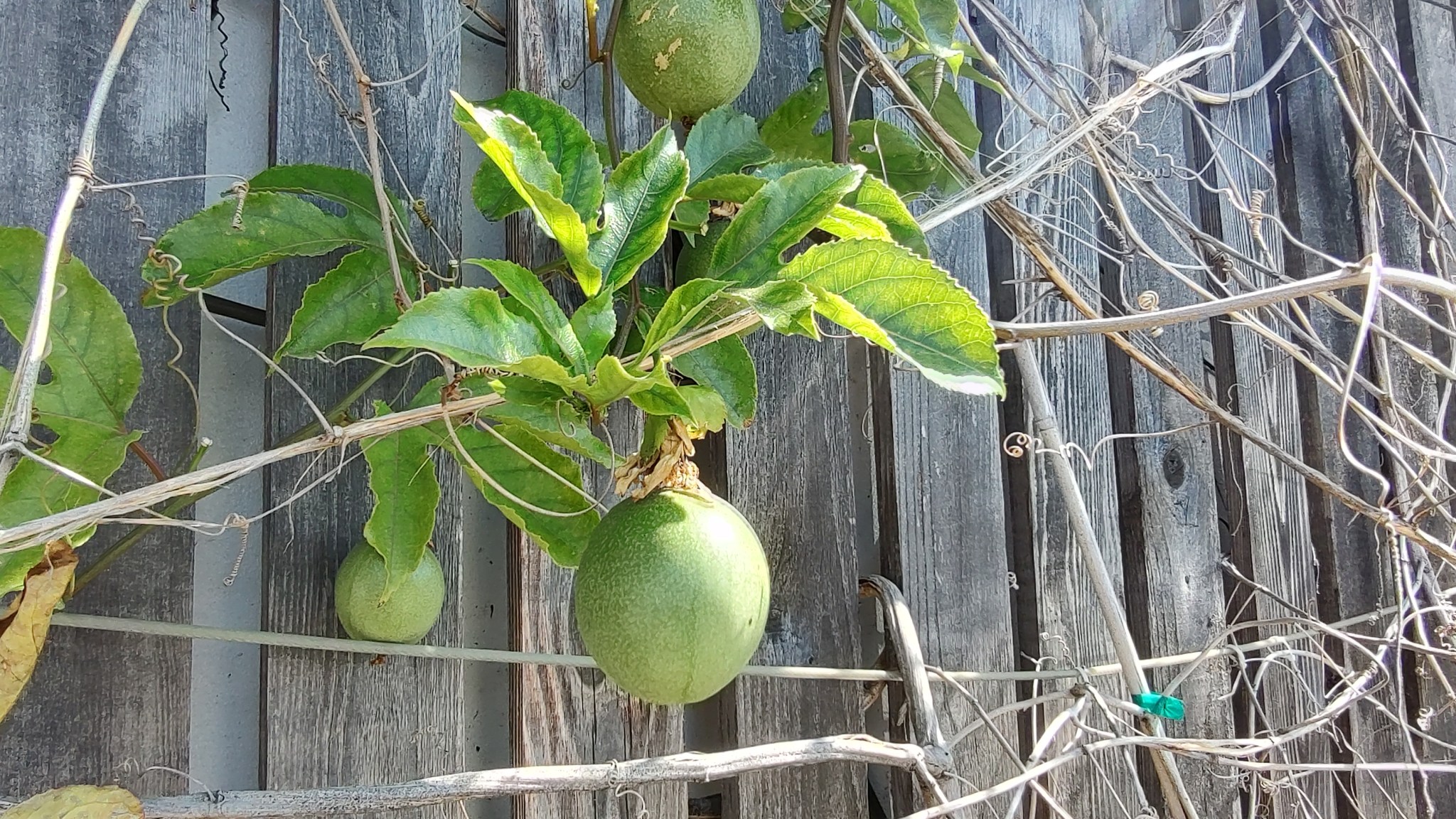 Our Tour of 4Roots Farm Development Site – Angle & Perspective