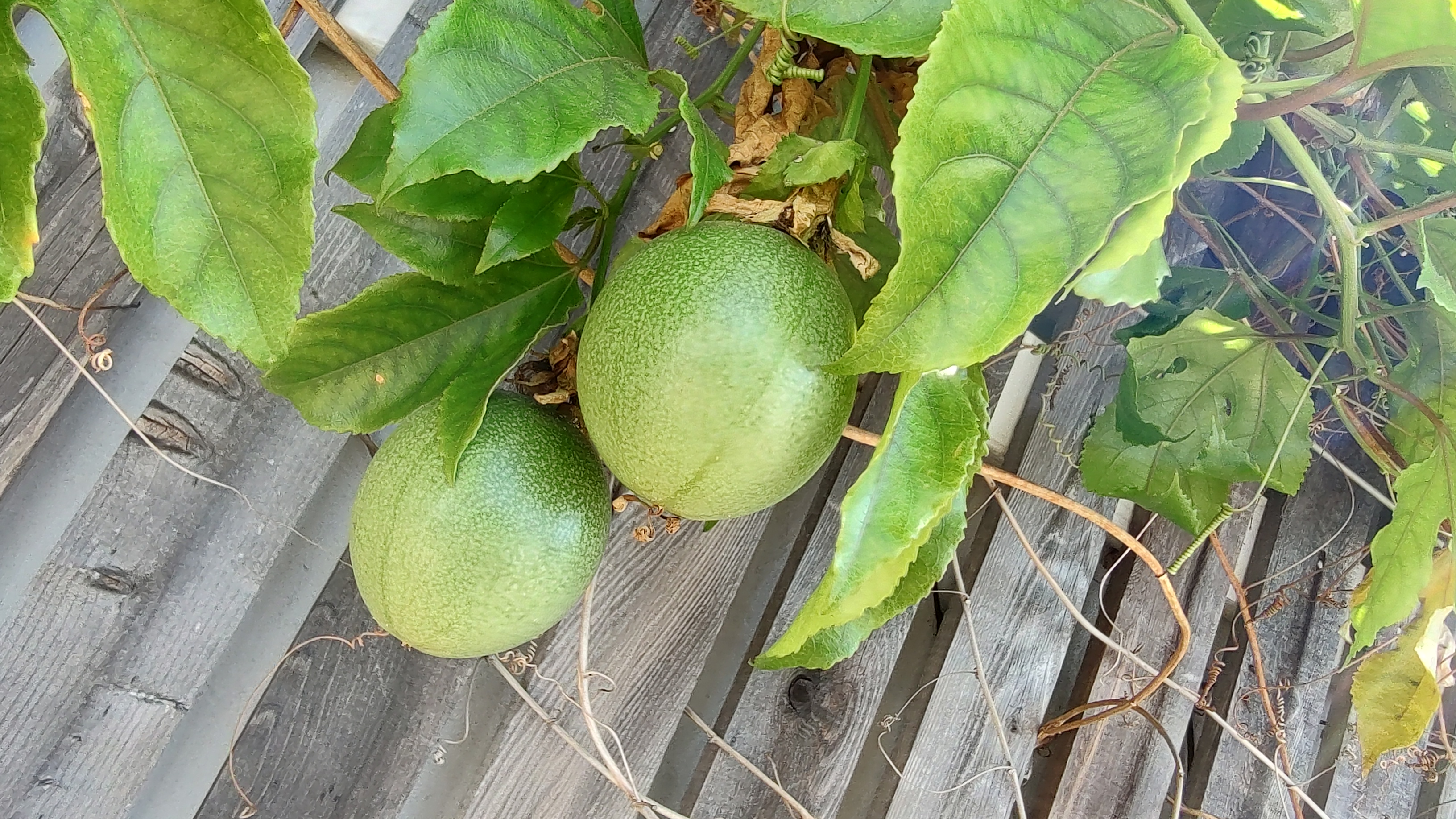 Our Tour of 4Roots Farm Development Site – Angle & Perspective